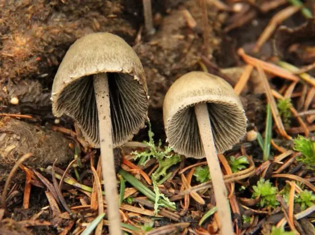 Paneolus papilionaceus (Panaeolus papilionaceus): hoe dit lyk, waar en hoe dit groei, eetbaar of nie 6769_5