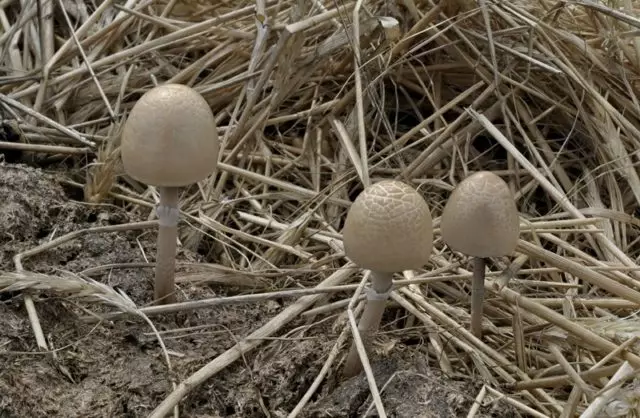 Paneolus papilionaceus (Panaeolus papilionaceus): cómo se ve, dónde y cómo crece, comestible o no 6769_6