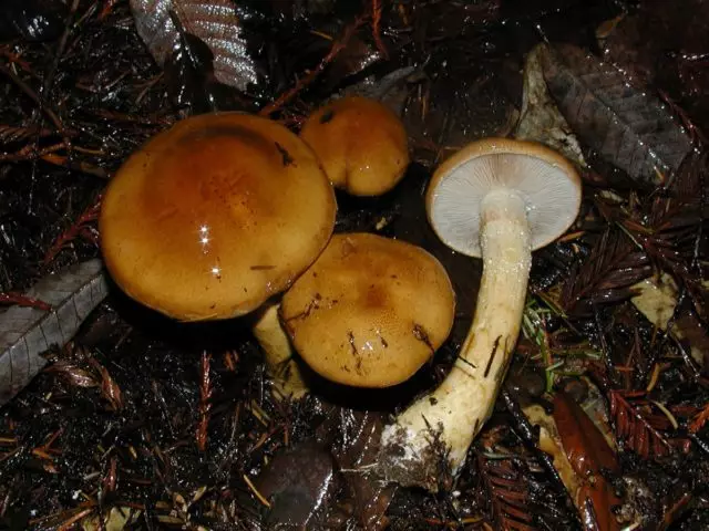 黏糊糊的网帽（Cortinarius mucosus）：它的样子、在哪里以及如何生长，照片 6775_1