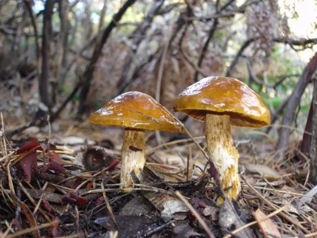 Слузеста уебкапа (Cortinarius mucosus): как изглежда, къде и как расте, снимка 6775_2