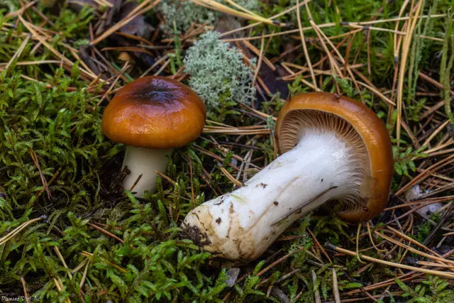 Webcap tajn (Cortinarius mucosus): kif jidher, fejn u kif tikber, ritratt 6775_3