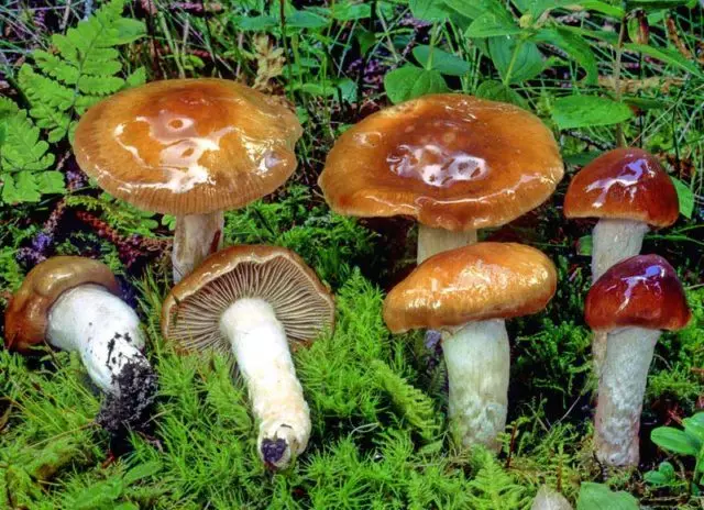 Nyálkás webkupak (Cortinarius mucosus): hogyan néz ki, hol és hogyan nő, fotó 6775_4