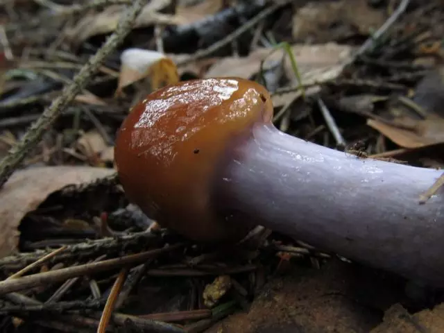 Слузеста уебкапа (Cortinarius mucosus): как изглежда, къде и как расте, снимка 6775_5