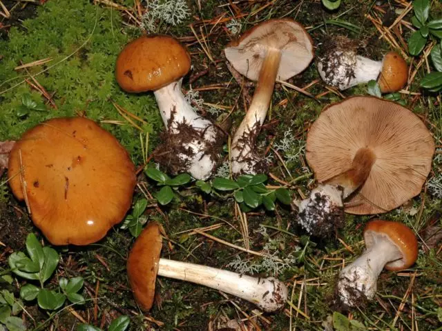 Kapak i ndryshëm i rrjetës (Cortinarius multiformis): si duket, ku dhe si rritet, i ngrënshëm apo jo 6777_1