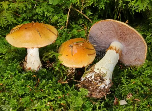 Webcap divers (Cortinarius multiformis): cum arată, unde și cum crește, comestibil sau nu 6777_12