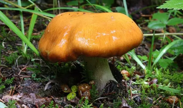 Diverse webcap (Cortinarius multiformis): hoe het eruit ziet, waar en hoe het groeit, eetbaar of niet 6777_2