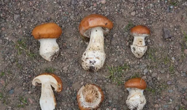 Diverse webcap (Cortinarius multiformis): hur det ser ut, var och hur det växer, ätbart eller inte 6777_4