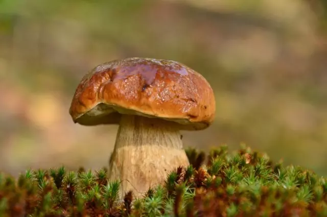 Kapak i ndryshëm i rrjetës (Cortinarius multiformis): si duket, ku dhe si rritet, i ngrënshëm apo jo 6777_5