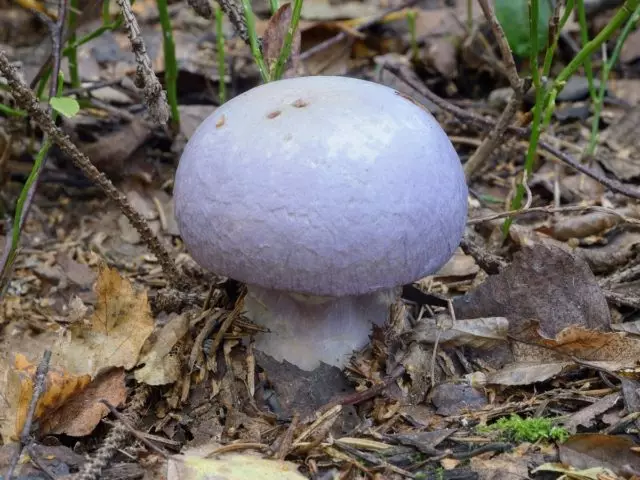 שאַרלעכ רויט וועבקאַפּ (Cortinarius purpurascens): ווי עס קוקט, ווו און ווי עס וואקסט, עסן אָדער נישט עסן 6778_10