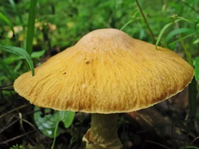 Scarlet webcap (Cortinarius purpurascens): kaip jis atrodo, kur ir kaip auga, valgomas ar ne 6778_11