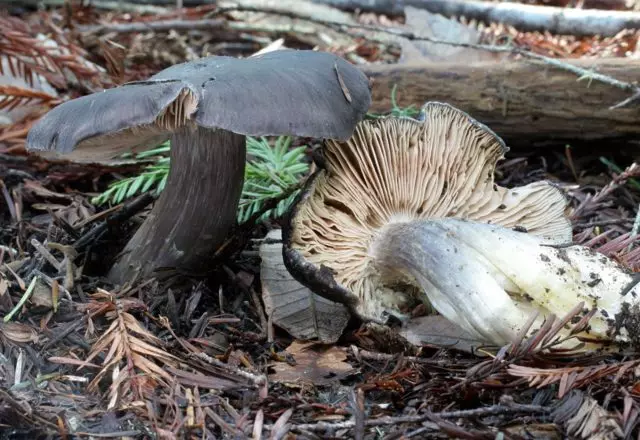 Сарлет веб-капка (Cortinarius purpurascens): нинди була, кайда һәм ничек үсә, ашарга яки юк 6778_12