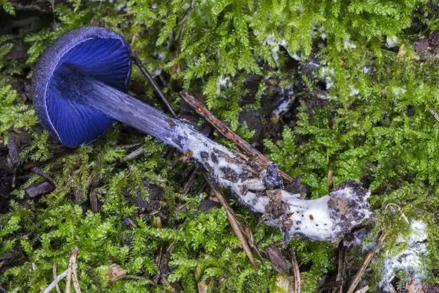 Сарлет веб-капка (Cortinarius purpurascens): нинди була, кайда һәм ничек үсә, ашарга яки юк 6778_13