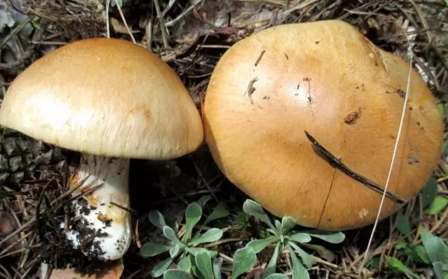 שאַרלעכ רויט וועבקאַפּ (Cortinarius purpurascens): ווי עס קוקט, ווו און ווי עס וואקסט, עסן אָדער נישט עסן 6778_17