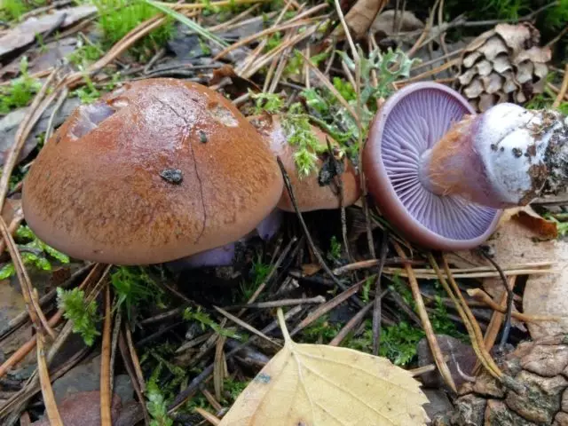 שאַרלעכ רויט וועבקאַפּ (Cortinarius purpurascens): ווי עס קוקט, ווו און ווי עס וואקסט, עסן אָדער נישט עסן 6778_2