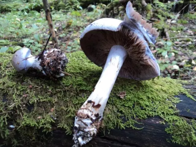 Scarlet webcap (Cortinarius purpurascens): kaip jis atrodo, kur ir kaip auga, valgomas ar ne 6778_22