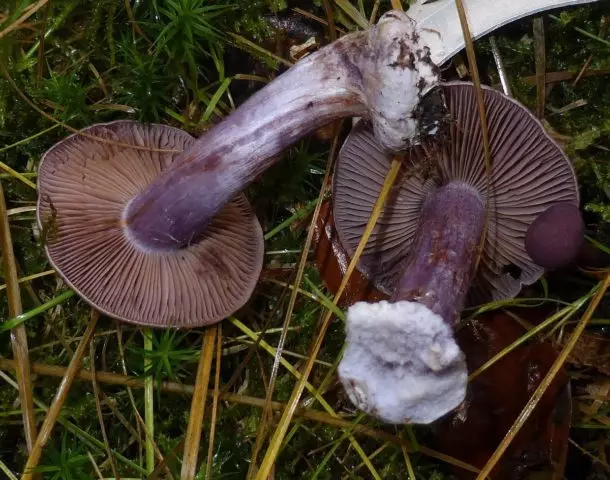 שאַרלעכ רויט וועבקאַפּ (Cortinarius purpurascens): ווי עס קוקט, ווו און ווי עס וואקסט, עסן אָדער נישט עסן 6778_3