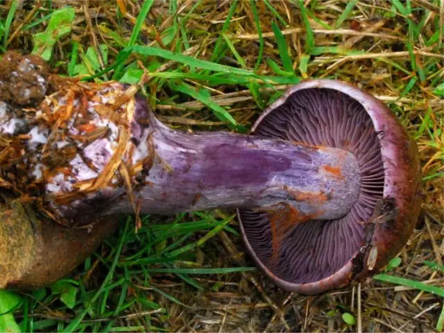 שאַרלעכ רויט וועבקאַפּ (Cortinarius purpurascens): ווי עס קוקט, ווו און ווי עס וואקסט, עסן אָדער נישט עסן 6778_4