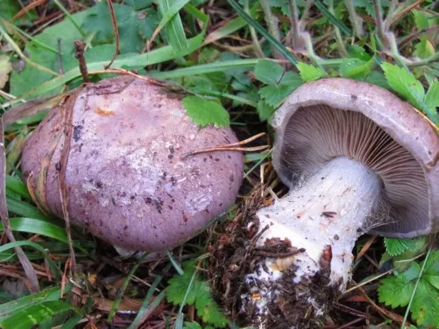 שאַרלעכ רויט וועבקאַפּ (Cortinarius purpurascens): ווי עס קוקט, ווו און ווי עס וואקסט, עסן אָדער נישט עסן 6778_5