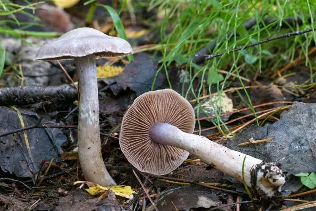 שאַרלעכ רויט וועבקאַפּ (Cortinarius purpurascens): ווי עס קוקט, ווו און ווי עס וואקסט, עסן אָדער נישט עסן 6778_7