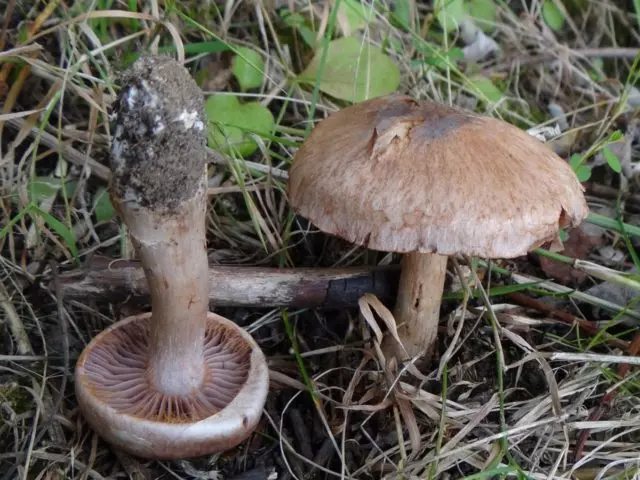 שאַרלעכ רויט וועבקאַפּ (Cortinarius purpurascens): ווי עס קוקט, ווו און ווי עס וואקסט, עסן אָדער נישט עסן 6778_8