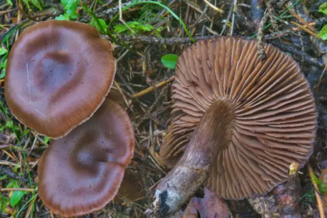 Strålende webcap (Cortinarius evernius): hvordan det ser ud, hvor og hvordan det vokser, spiseligt eller ej 6779_2