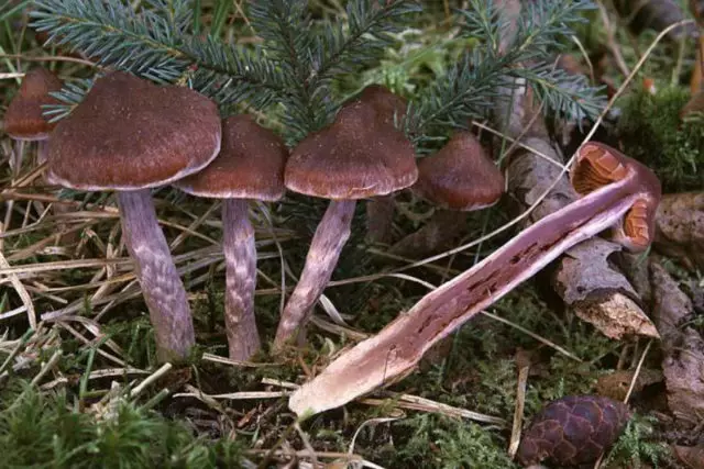 Strålende webcap (Cortinarius evernius): hvordan det ser ud, hvor og hvordan det vokser, spiseligt eller ej 6779_3