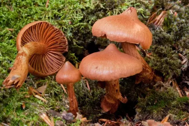 Ci ntsa iab webcap (Cortinarius evernius): nws zoo li cas, qhov twg thiab nws loj npaum li cas, noj tau lossis tsis yog 6779_5