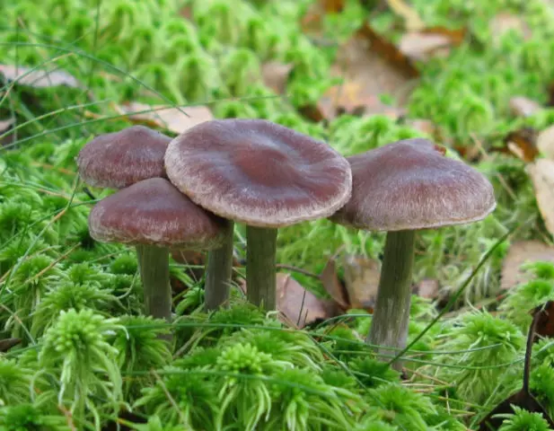 Puikus interneto dangtelis (Cortinarius evernius): kaip jis atrodo, kur ir kaip auga, valgomas ar ne 6779_6