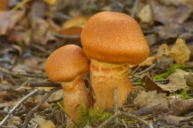 ブレスレットウェブキャップ（赤いウェブキャップ、Cortinarius armillatus）：見た目、成長場所、成長方法、食用かどうか 6781_1