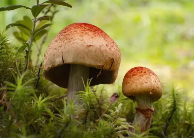 Ապարանջան (կարմիր թիկնոց, Cortinarius armillatus). Ինչ տեսք ունի, որտեղ և ինչպես է աճում, ուտելի է, թե ոչ 6781_2