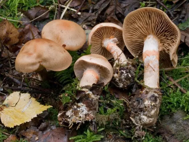 कंगन webcap (रातो webcap, Cortinarius armillatus): यो कसरी देखिन्छ, कहाँ र कसरी यो बढ्छ, खाद्य वा छैन 6781_3