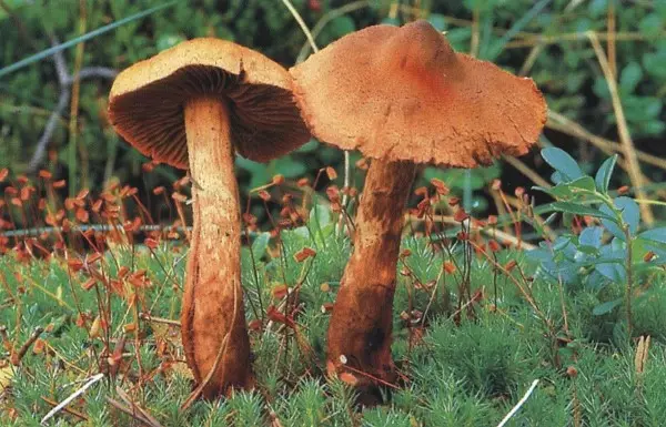 कंगन webcap (रातो webcap, Cortinarius armillatus): यो कसरी देखिन्छ, कहाँ र कसरी यो बढ्छ, खाद्य वा छैन 6781_8