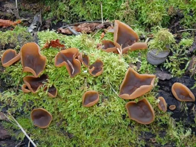 Brown pecica (chestnut mai duhu, gyada, Peziza badia): yadda yake, inda kuma yadda yake girma, ana iya ci ko a'a 6790_2