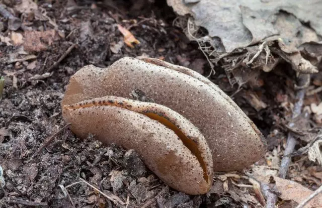 Pecica varia (Peziza varia): அது எப்படி இருக்கிறது, எங்கே, எப்படி வளர்கிறது, உண்ணக்கூடியதா இல்லையா 6793_11