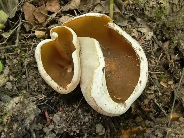 Pecica varia (Peziza varia)：它长什么样，在哪里以及如何生长，可食用与否 6793_2