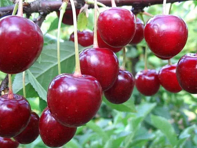 Cherry Kharitonovskaya: lainlaing paghulagway, litrato, pagsusi 6795_1