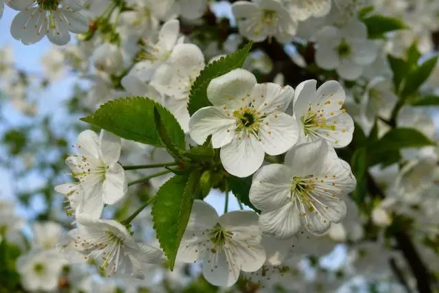 Cherry Kharitonovskaya: description de la variété, photos, avis 6795_5