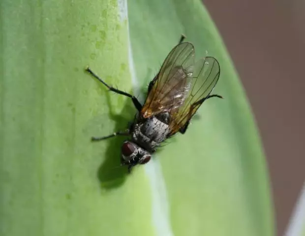 Iris fly: metody walki, zdjęcia, jak radzić sobie z metodami ludowymi i narkotykami 6797_1