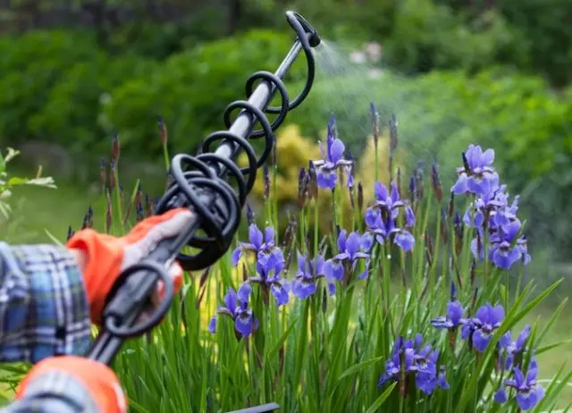 Iris fly: metode de luptă, fotografii, cum să faci față metodelor populare și drogurilor 6797_5