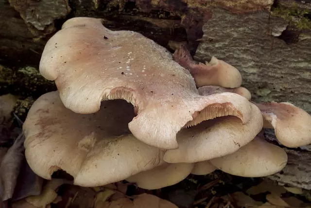 Full de serra baixista (Lentinellus bearish, Lentinellus ursinus): com es veu, on i com creix, comestible o no 6807_5