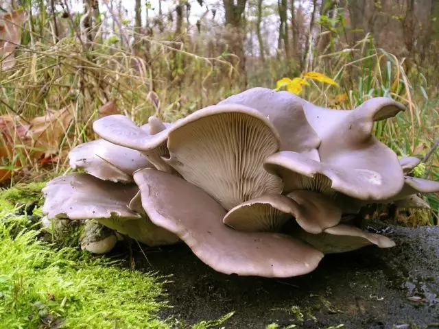 Laʻau vaʻai bearish (Lentinellus bearish, Lentinellus ursinus): faʻafefea ona tilotilo, o fea ma faʻafefea ona tupu, ai pe leai. 6807_6