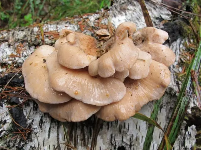 Full de serra baixista (Lentinellus bearish, Lentinellus ursinus): com es veu, on i com creix, comestible o no 6807_7