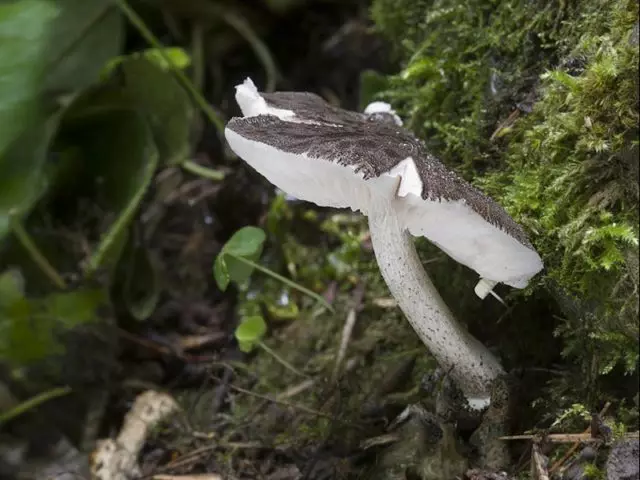 Scaly plyuteus (plyuteus lepiotic, scaly-like, Pluteus ephebeus): यो कस्तो देखिन्छ, कहाँ र कसरी यो बढ्छ, खाद्य वा छैन 6811_10