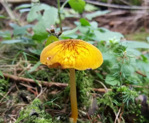 Plutey lion-yellow (lion, kuchkovy, Pluteus leoninus)：它長什麼樣，在哪里以及如何生長，可食用與否 6812_6