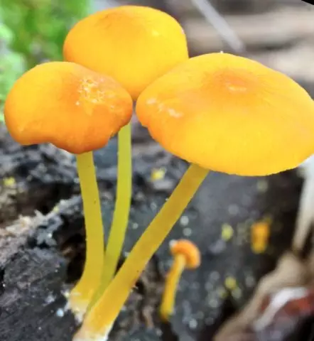 Plutey singa kuning (singa, kuchkovy, Pluteus leoninus): kaya apa, ing endi lan kepiye tuwuh, bisa dipangan utawa ora 6812_8