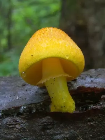 Plutey lion-yellow (león, kuchkovy, Pluteus leoninus): cómo se ve, dónde y cómo crece, comestible o no 6812_9