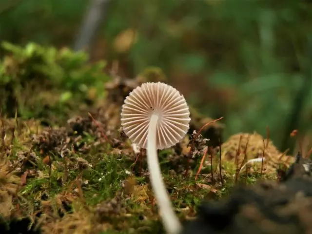 Corkscrew kasar (Pluteu hispidulus): seperti apa, di mana dan bagaimana ia tumbuh, boleh dimakan atau tidak 6817_3