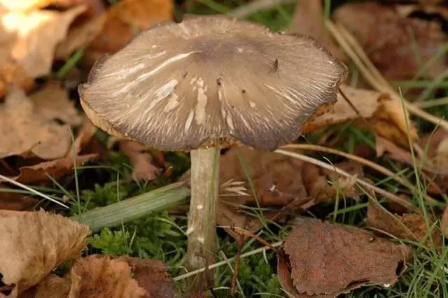 Rupjš korķviļķis (Pluteu hispidulus): kā tas izskatās, kur un kā aug, ēdams vai nē 6817_4