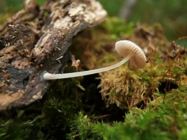 Corkscrew kasar (Pluteu hispidulus): seperti apa, di mana dan bagaimana ia tumbuh, boleh dimakan atau tidak 6817_7