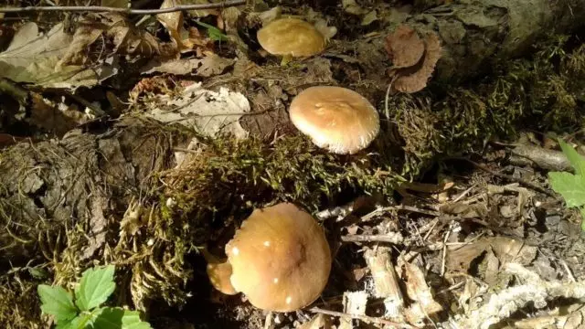 Veinous (Pluteus phlebophorus): hvordan den ser ut, hvor og hvordan den vokser, spiselig eller ikke 6818_1